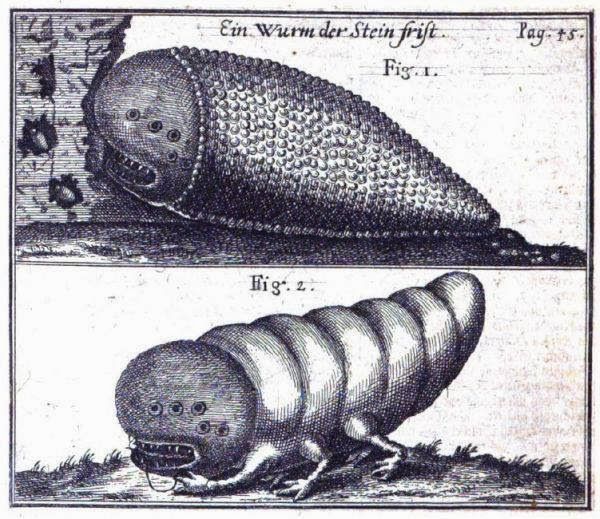 A rock-eating worm built the Temple – Sim Lev